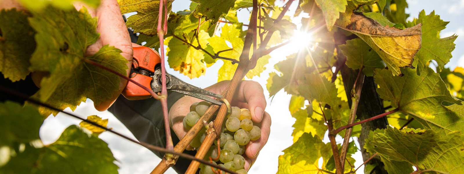 Wine estate, winery Rheingau & Wine Bar Frankfurt, Wiesbaden ...