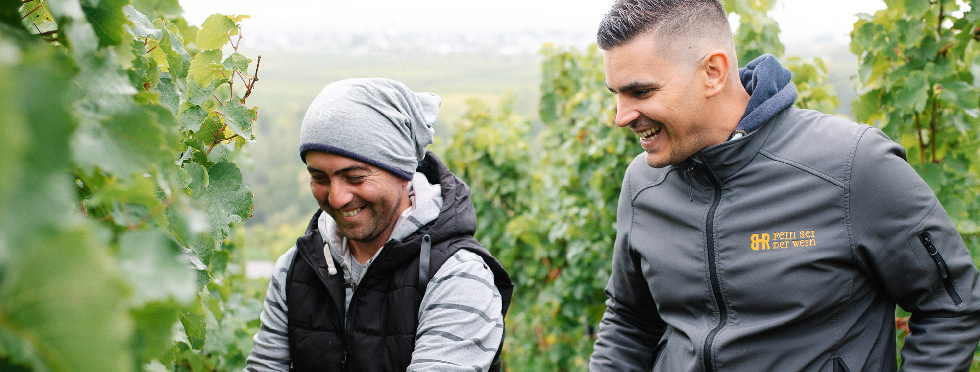 Wine estate, winery Rheingau & Wine Bar Frankfurt, Wiesbaden ...